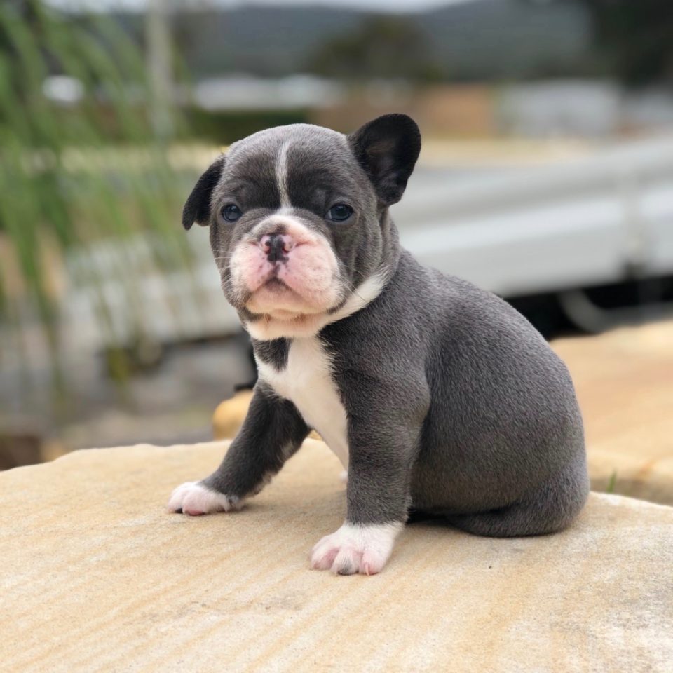 French Bulldog puppies | French Bulldog pups | French Bulldog for sale