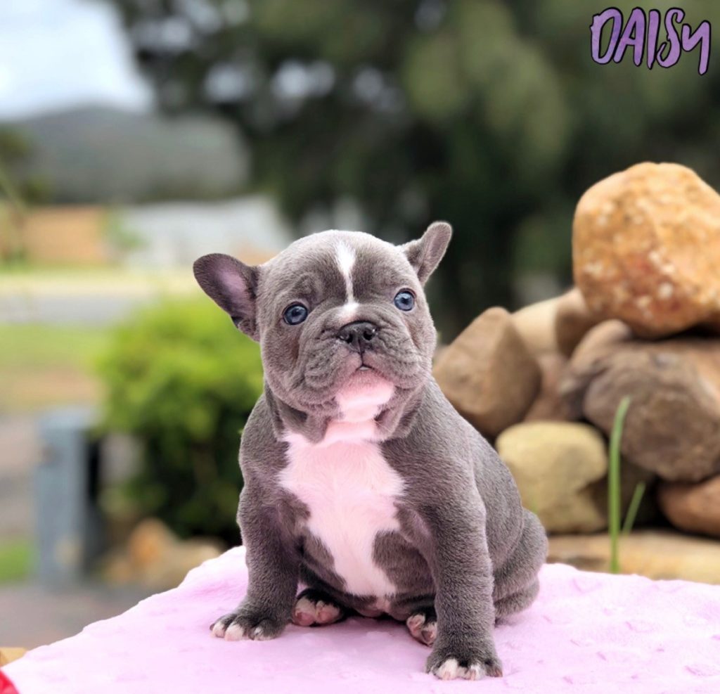 French Bulldog puppies | French Bulldog pups | French Bulldog for sale