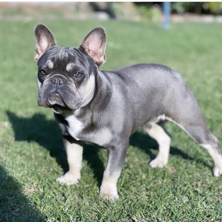 French Bulldog Stud - French Bulldogs