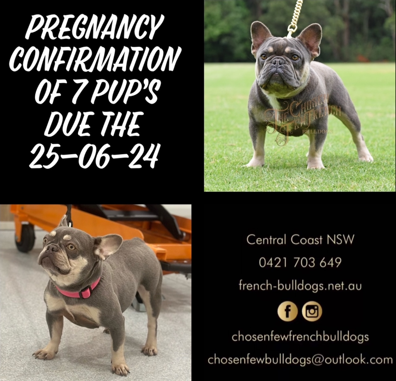 Upcoming Frenchie Puppies - French Bulldogs Australia